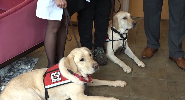 Service Dogs of Virginia launches fundraiser to match grant